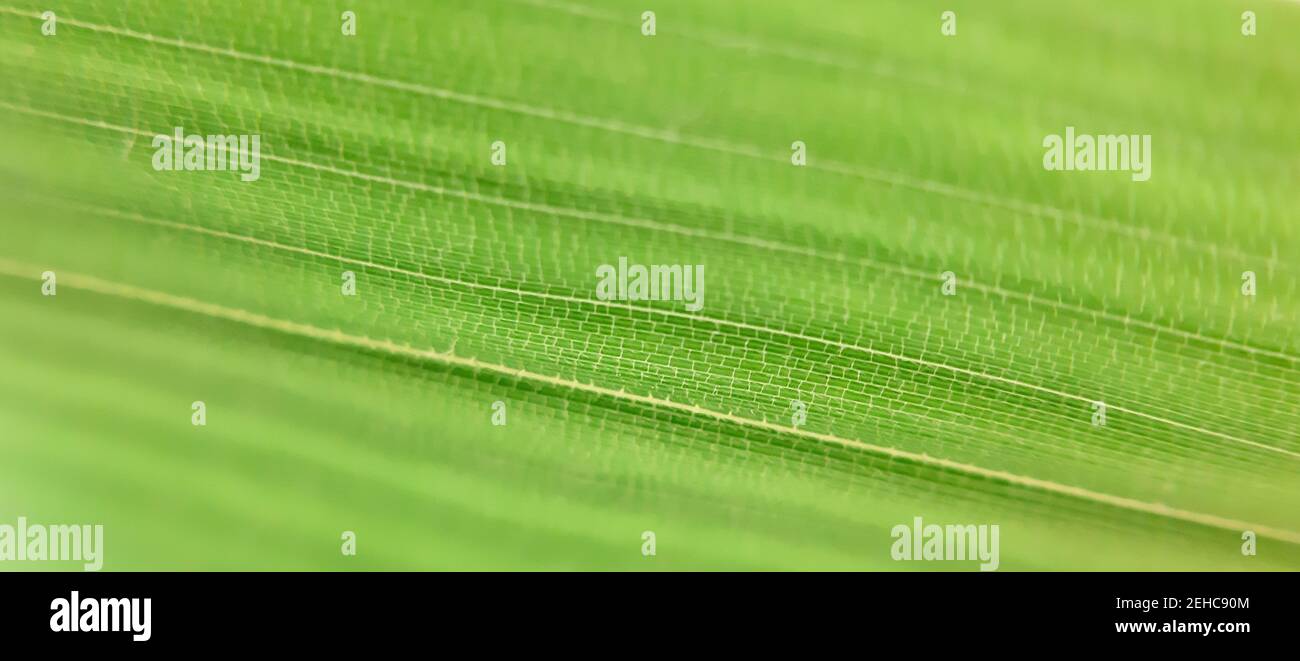 Bamboo leaf under a microscope - Macro photography. Selective focus ...