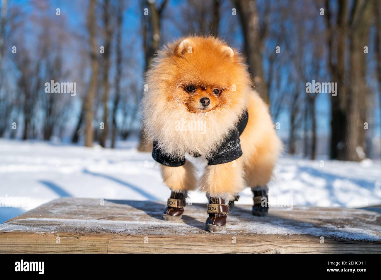 Fluffy and cute German Spitz Klein puppy on the bench in the snow ...