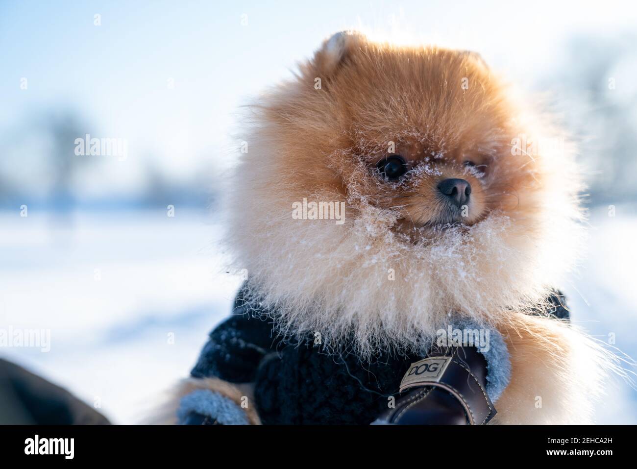 Fluffy and cute German Spitz Klein with snow on its face in the park ...