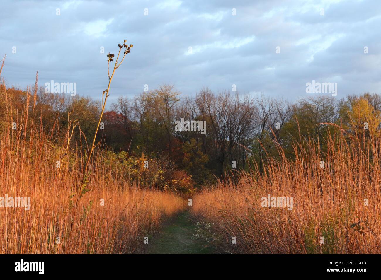 Lifelong learning hi-res stock photography and images - Alamy