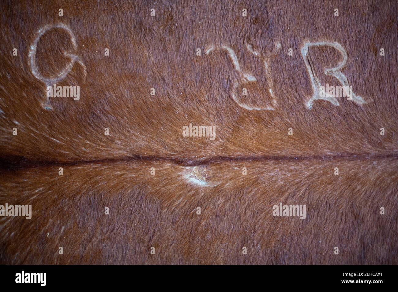 Branded cow hide hi-res stock photography and images - Alamy