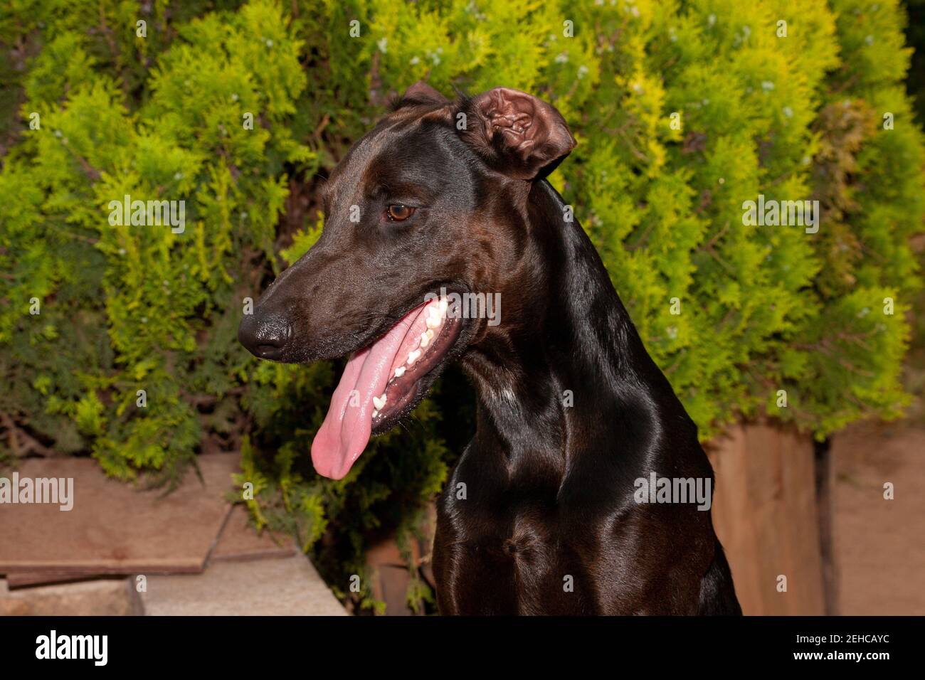 Closeup shot of a Doberman's face against a blurry green background ...