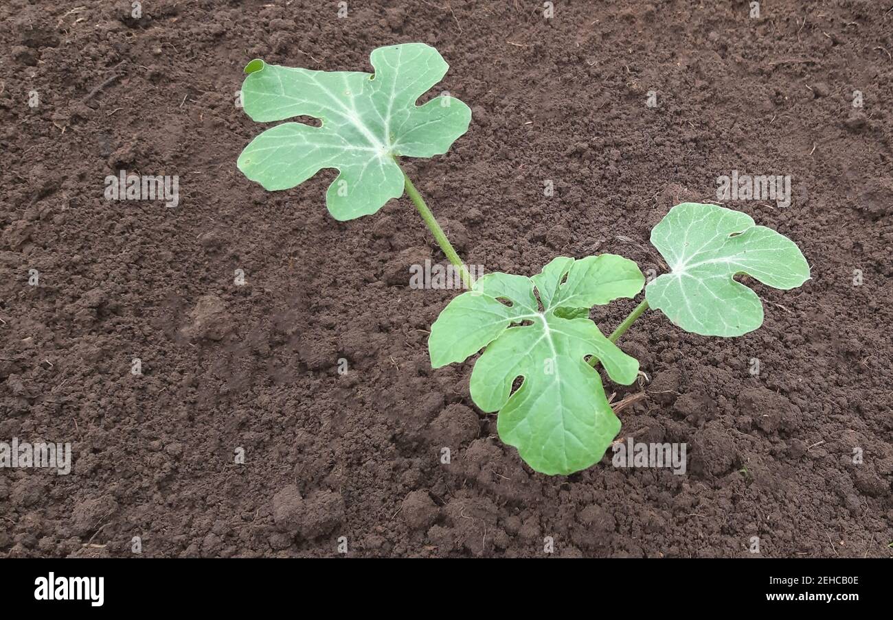 Watermelon seedling planted in the garden - Growing watermelon concept ...