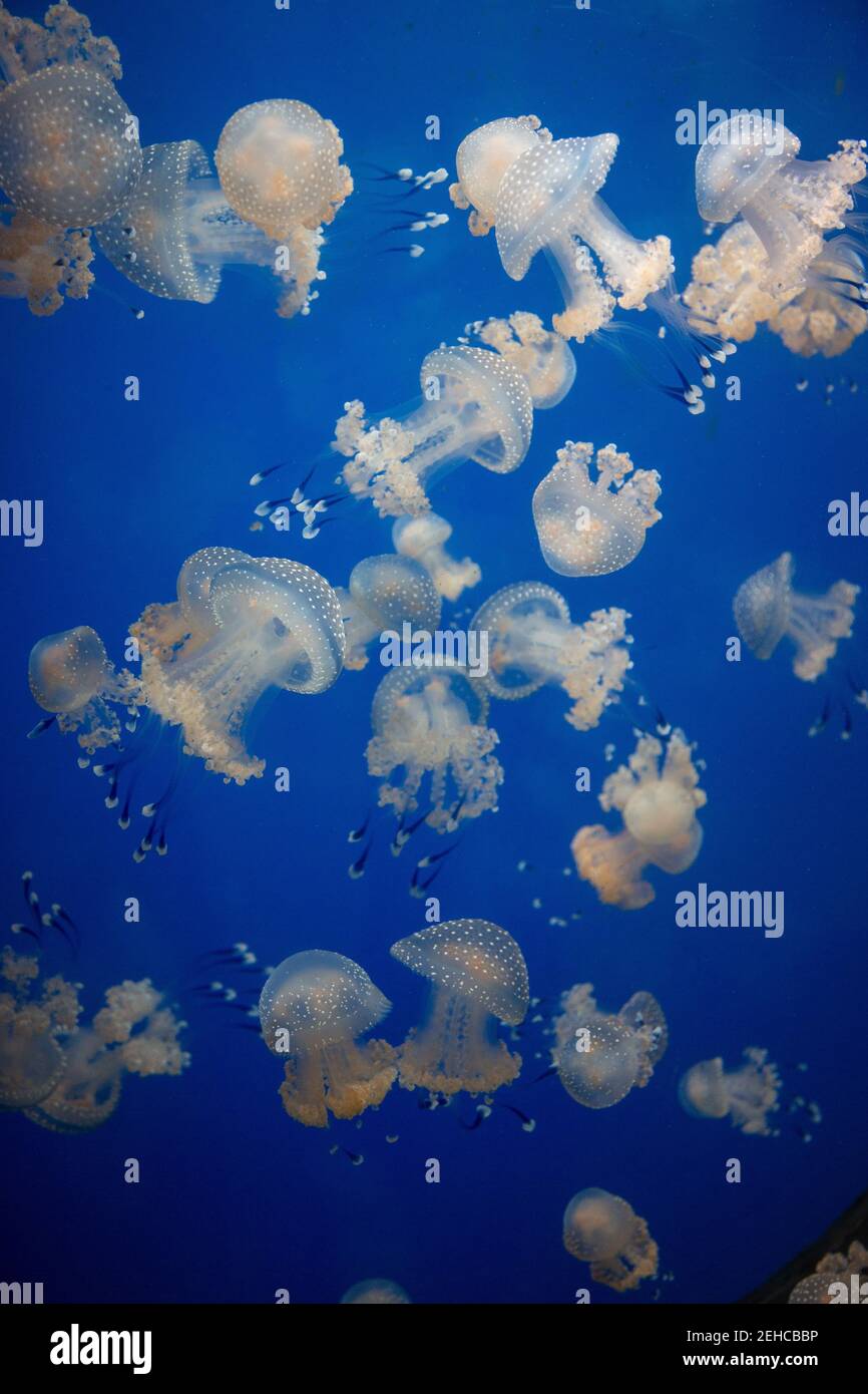 Translucent animal hi-res stock photography and images - Alamy