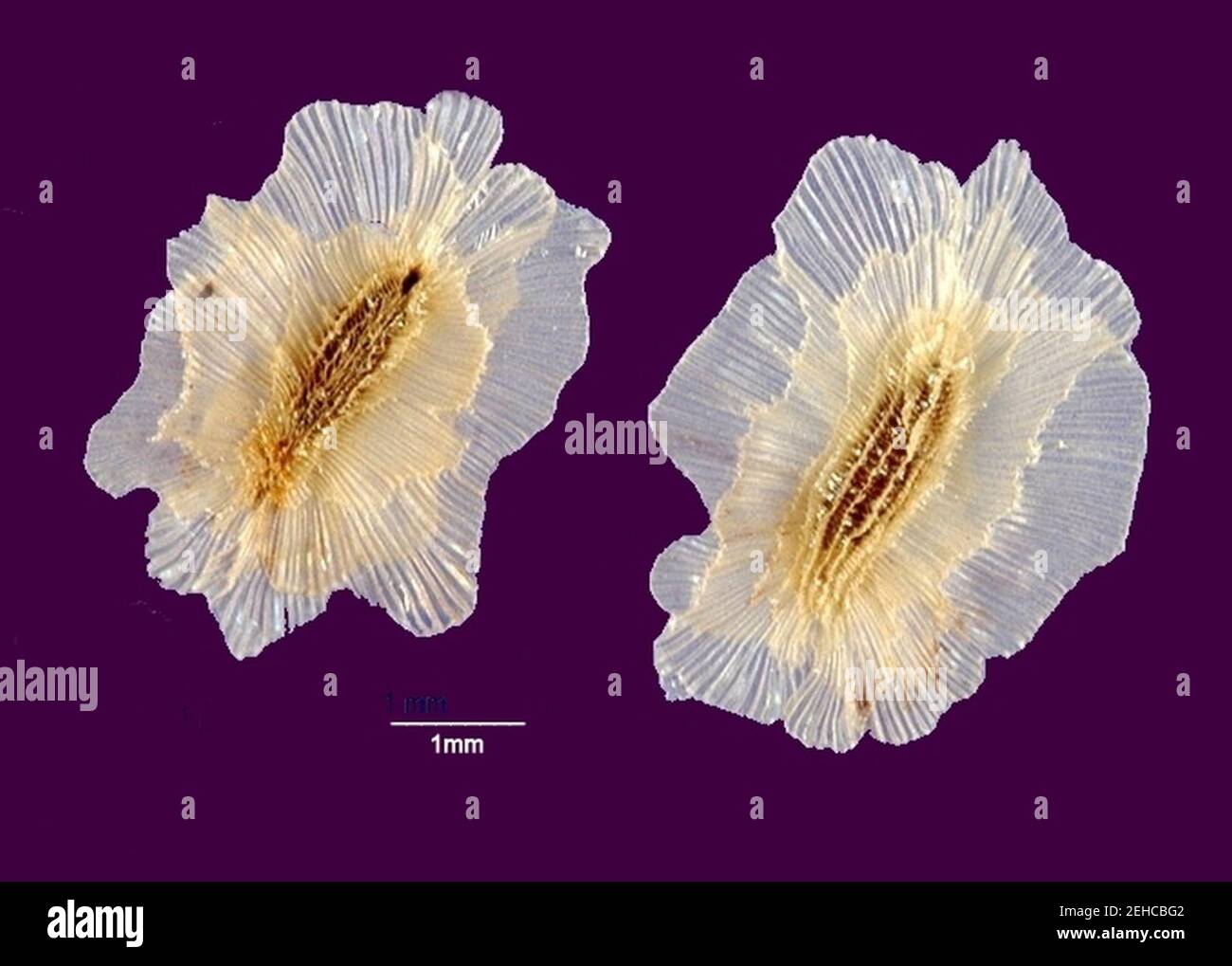 P tomentosa hi-res stock photography and images - Alamy
