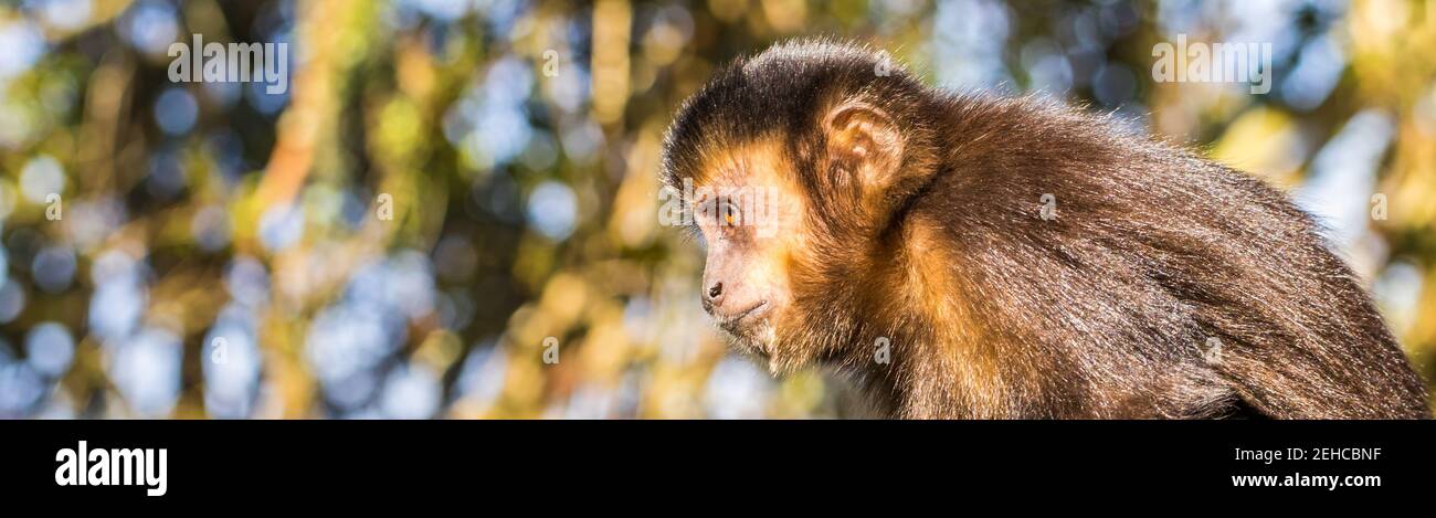 Cute capuchin monkey sitting on a tree branch in Brazil Stock Photo - Alamy