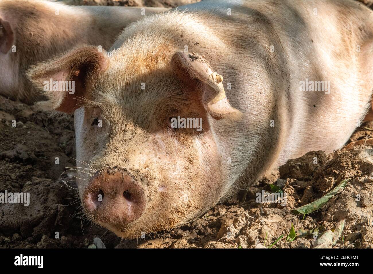 Pig laying down hi-res stock photography and images - Alamy