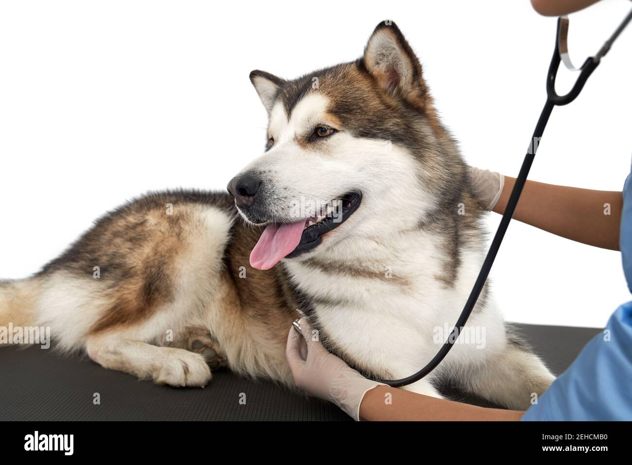 Siberian husky dog examination by veterinary doctor. Concept of dog in ...