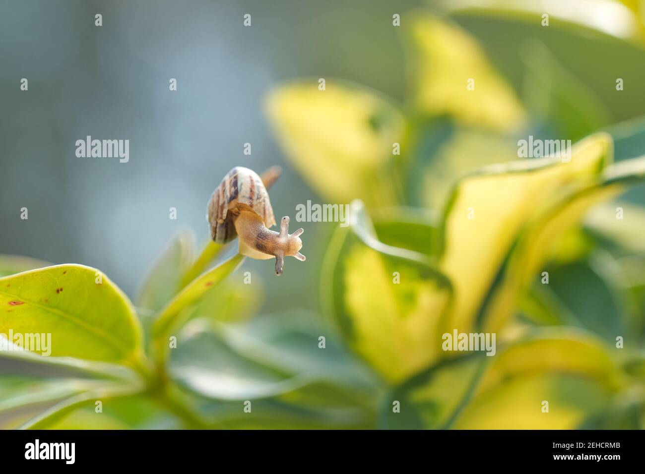Wild snail on plant leaf,macro antenna view,natural spring ecosystem ...
