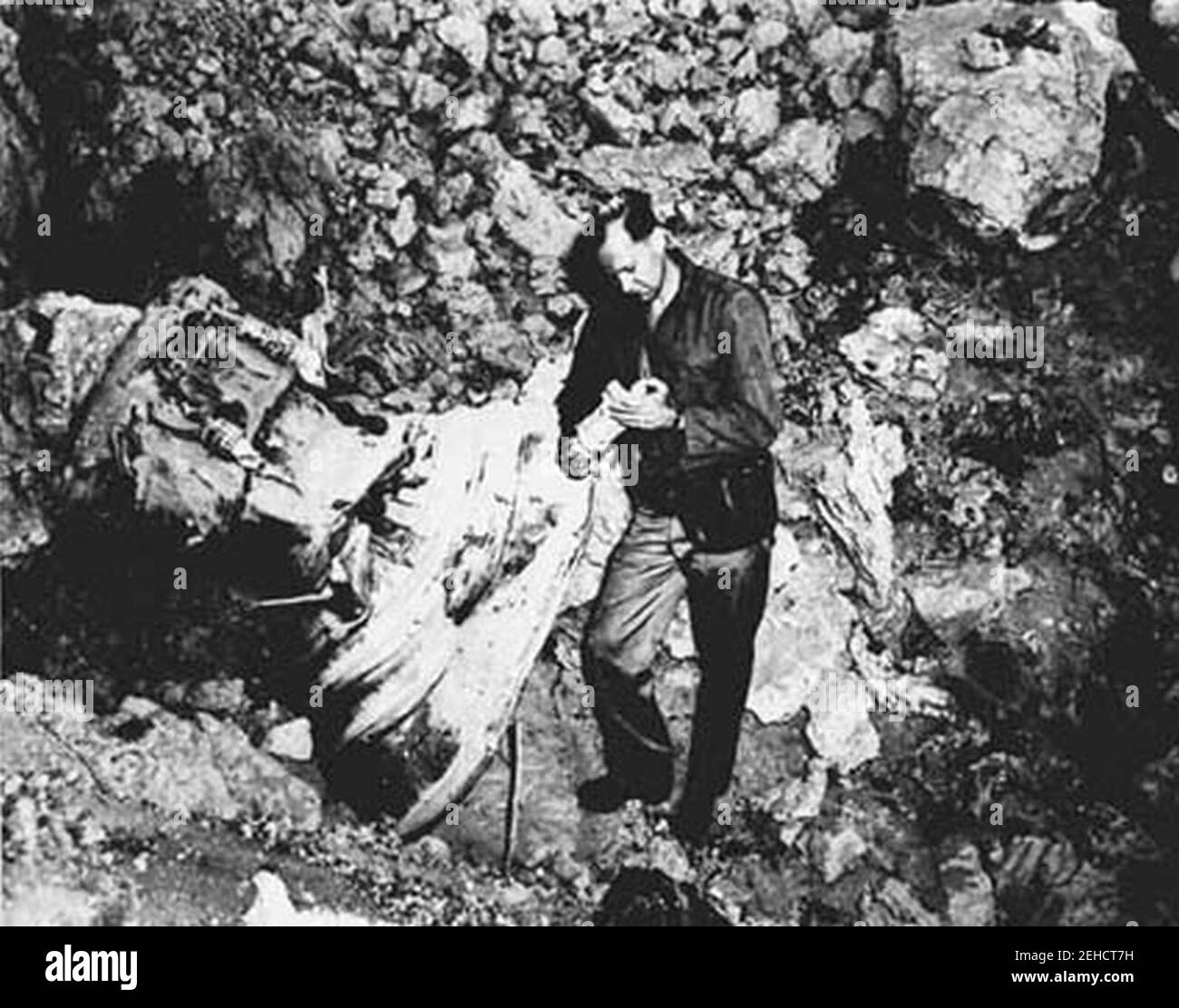 P22 Tousey at recovery Stock Photo - Alamy