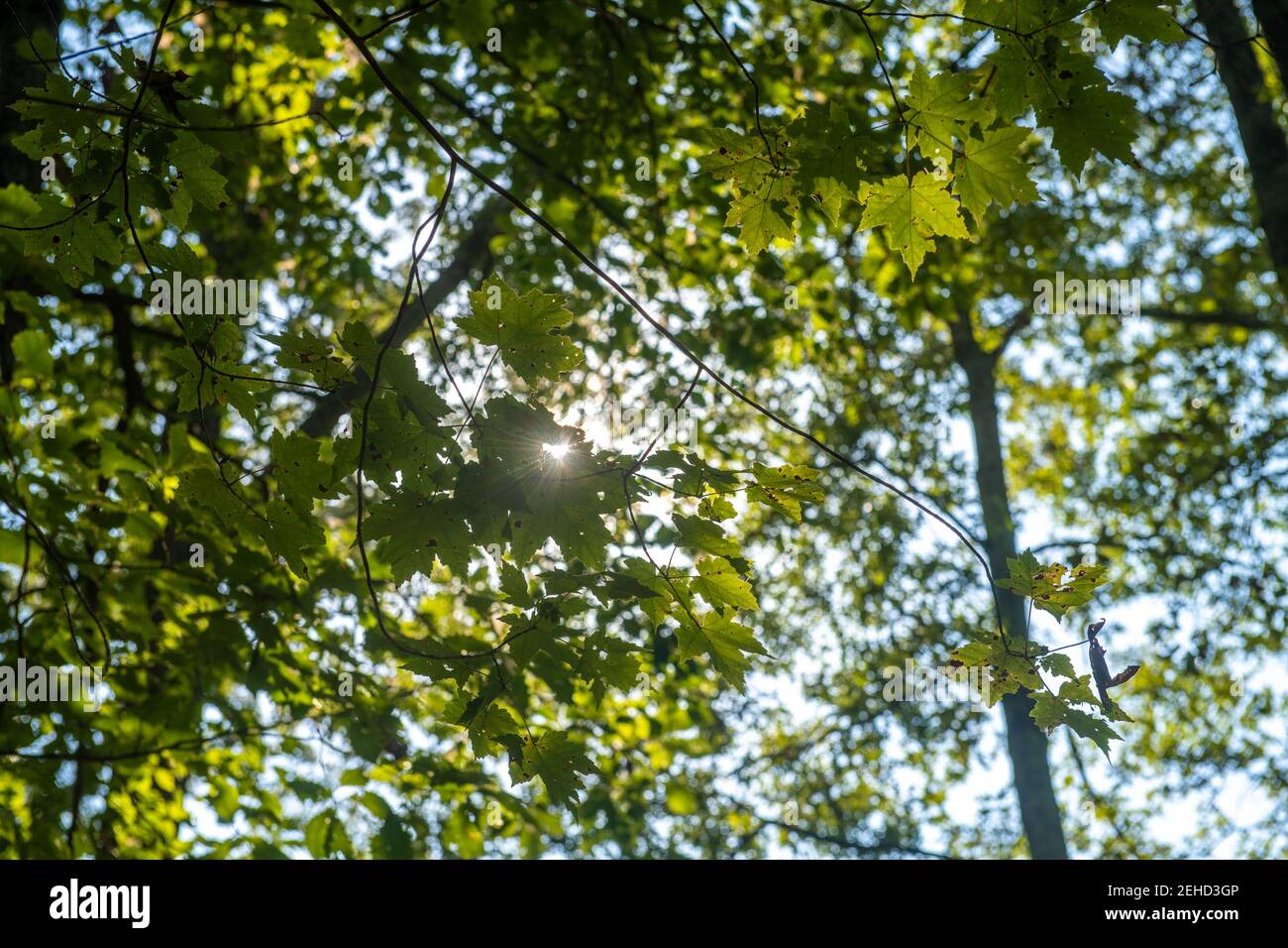 Sunlight shines hi-res stock photography and images - Alamy