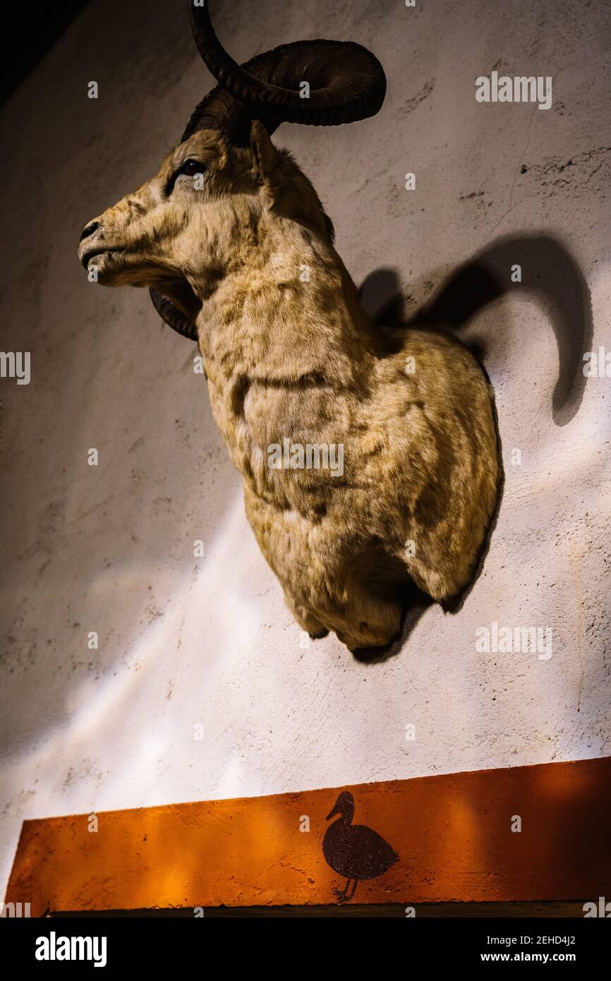 From below of hairy stuffed goat hanging on wall in rustic hunting ...