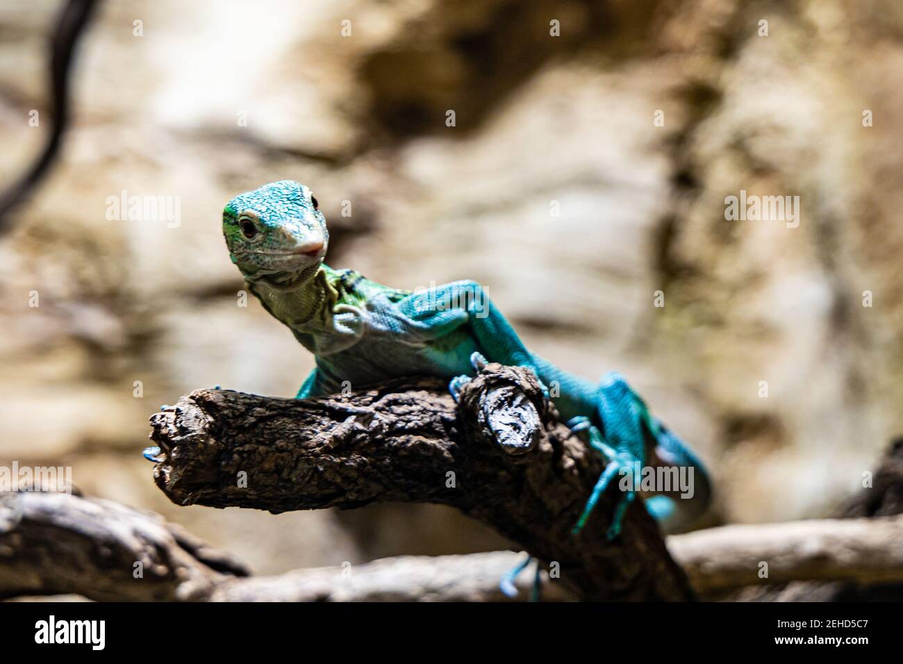 Small green and blue lizard sitting on wooden branch Stock Photo - Alamy