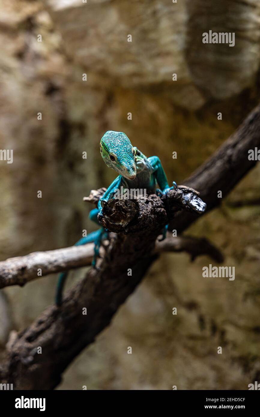 Small green and blue lizard sitting on wooden branch Stock Photo - Alamy