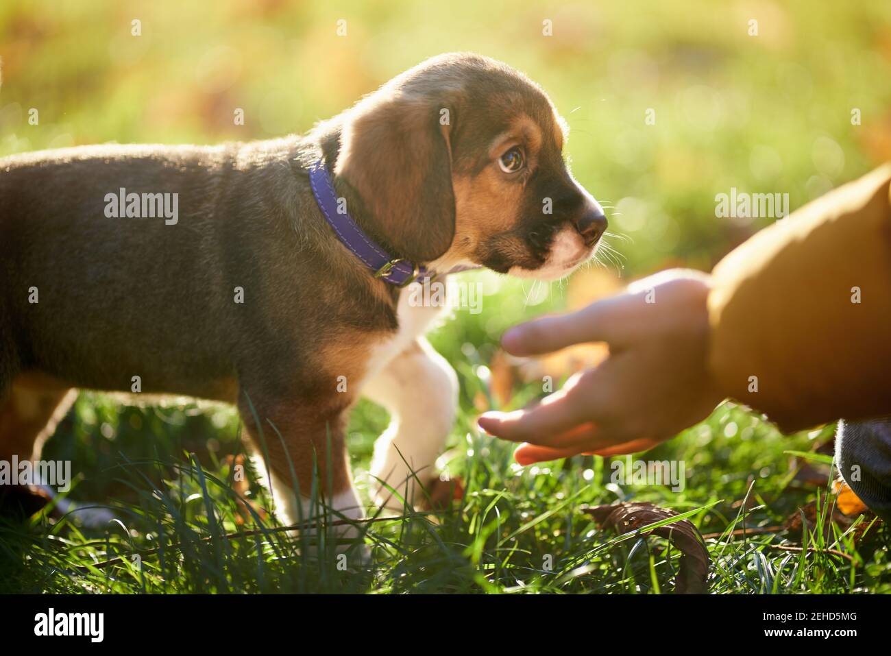 Side view of puppy asking on hands. Concept of communication with ...