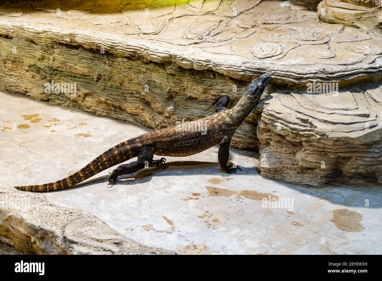 Giant lizard walking on stony steps Stock Photo - Alamy