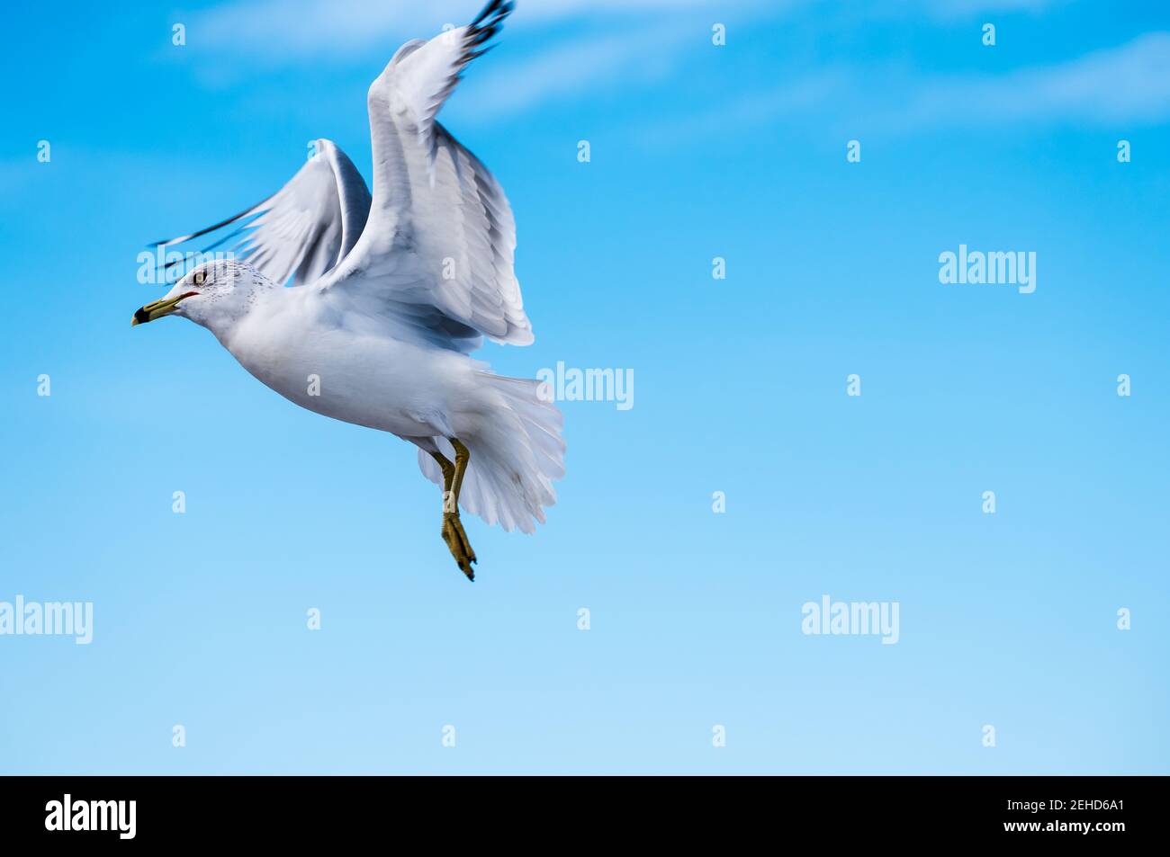 Bird with yellow ring around eyes hi-res stock photography and images ...