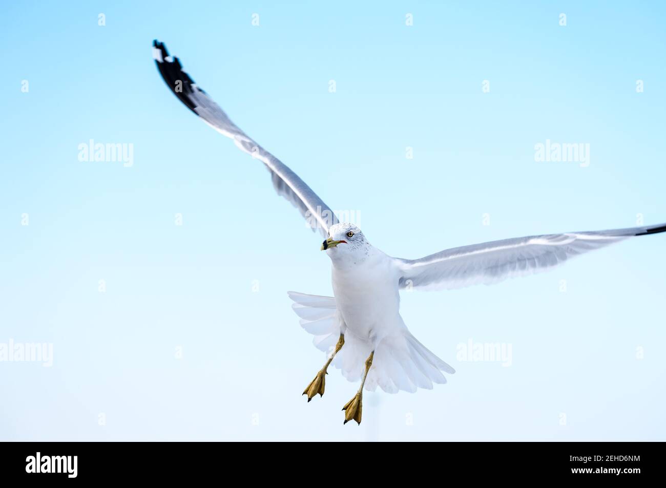 Red billed seagulls hi-res stock photography and images - Alamy