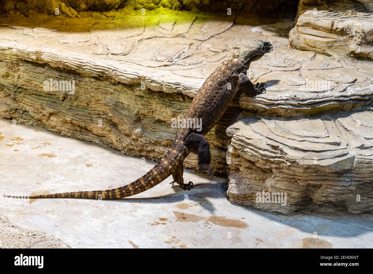 Giant lizard walking on stony steps Stock Photo - Alamy