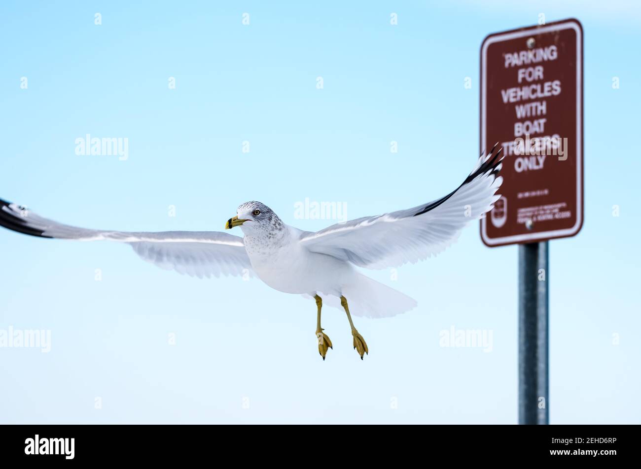 Ring-billed Gull flying in front of a No Parking sign Stock Photo - Alamy