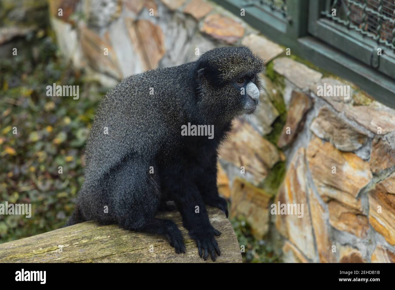 Dark monkey with gray nose sitting on wooden beam Stock Photo - Alamy