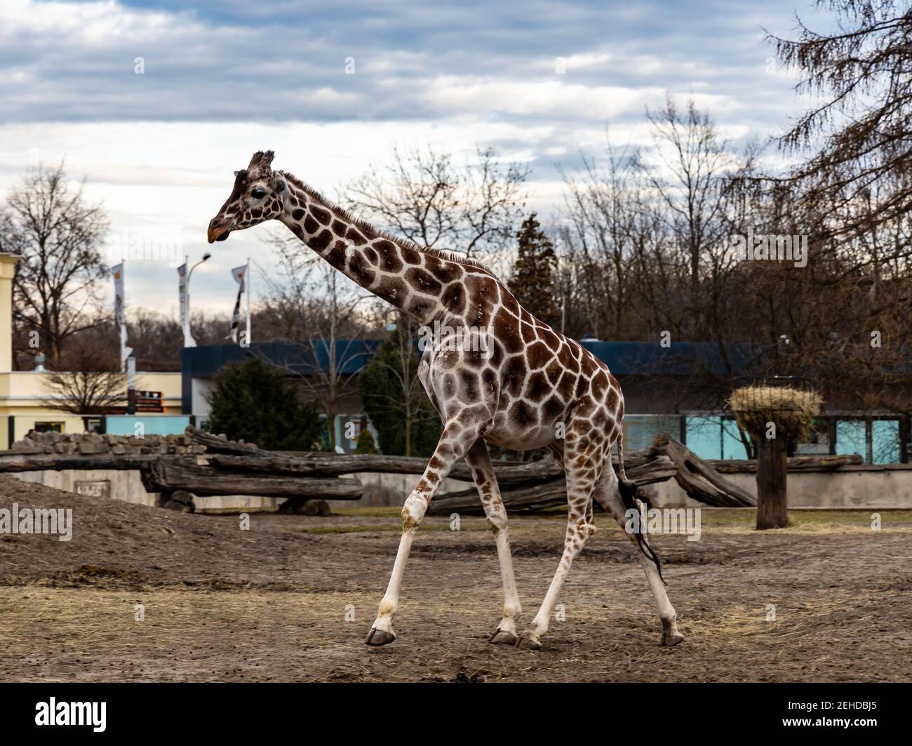 Big giraffe Giraffa walk on sandy square Stock Photo - Alamy