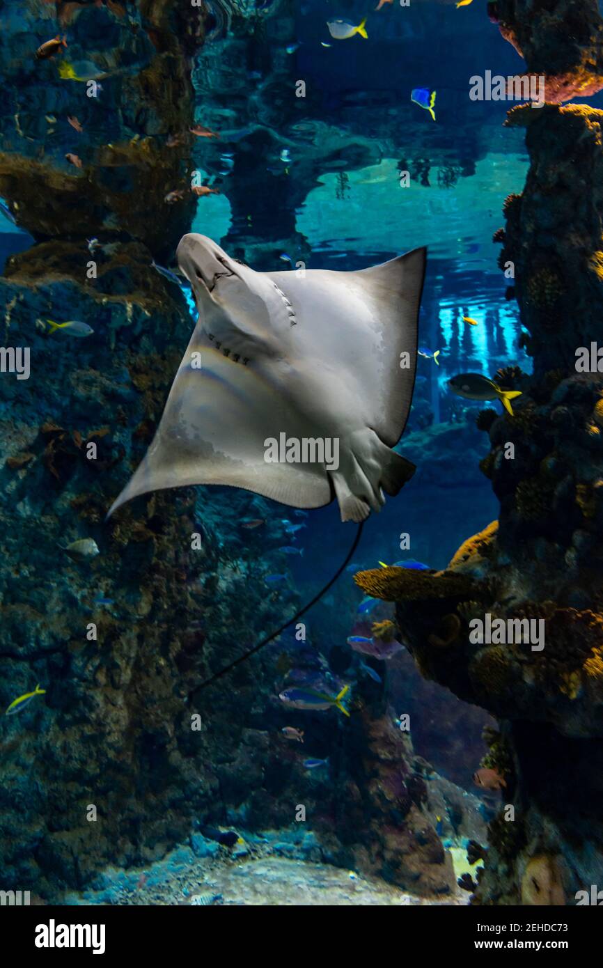 Spiny stingray hi-res stock photography and images - Alamy