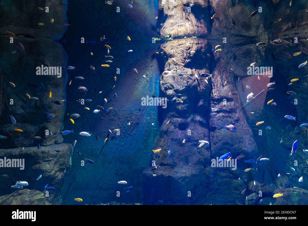 Big beautiful aquarium small fishes hi-res stock photography and images ...