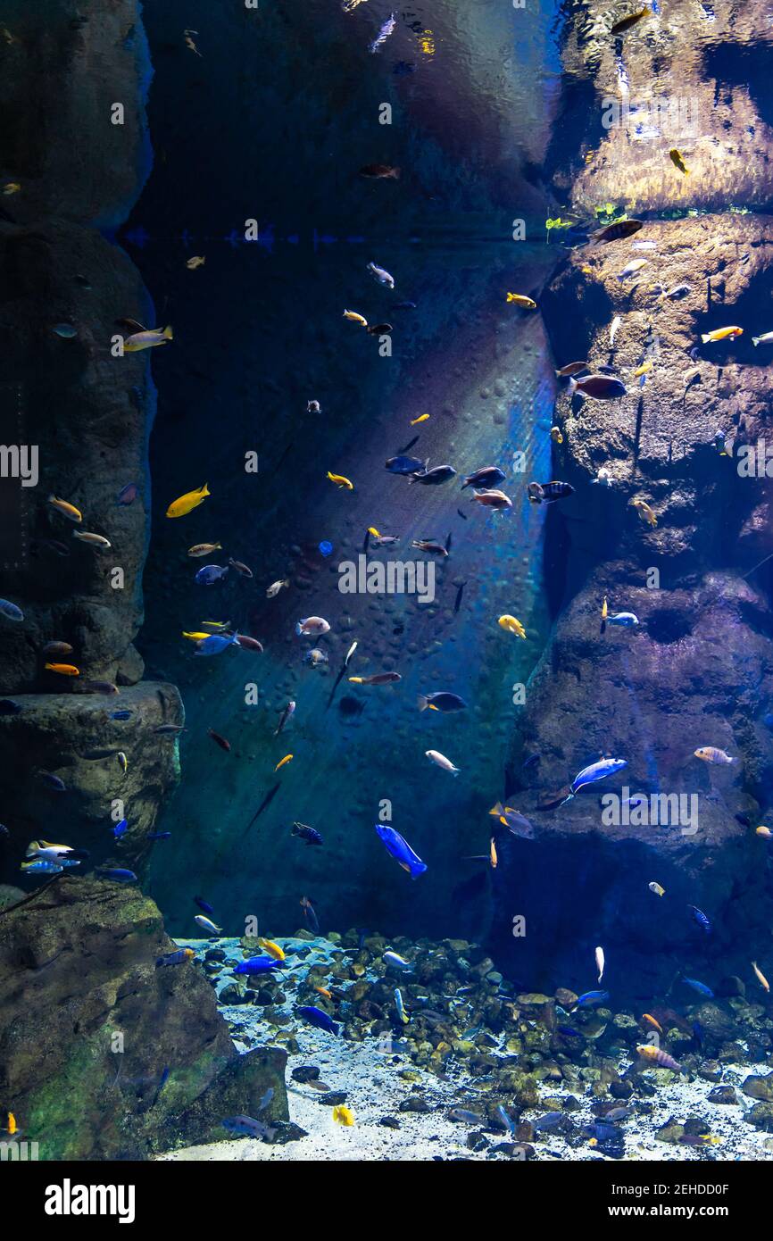 Small red fishes hi-res stock photography and images - Alamy