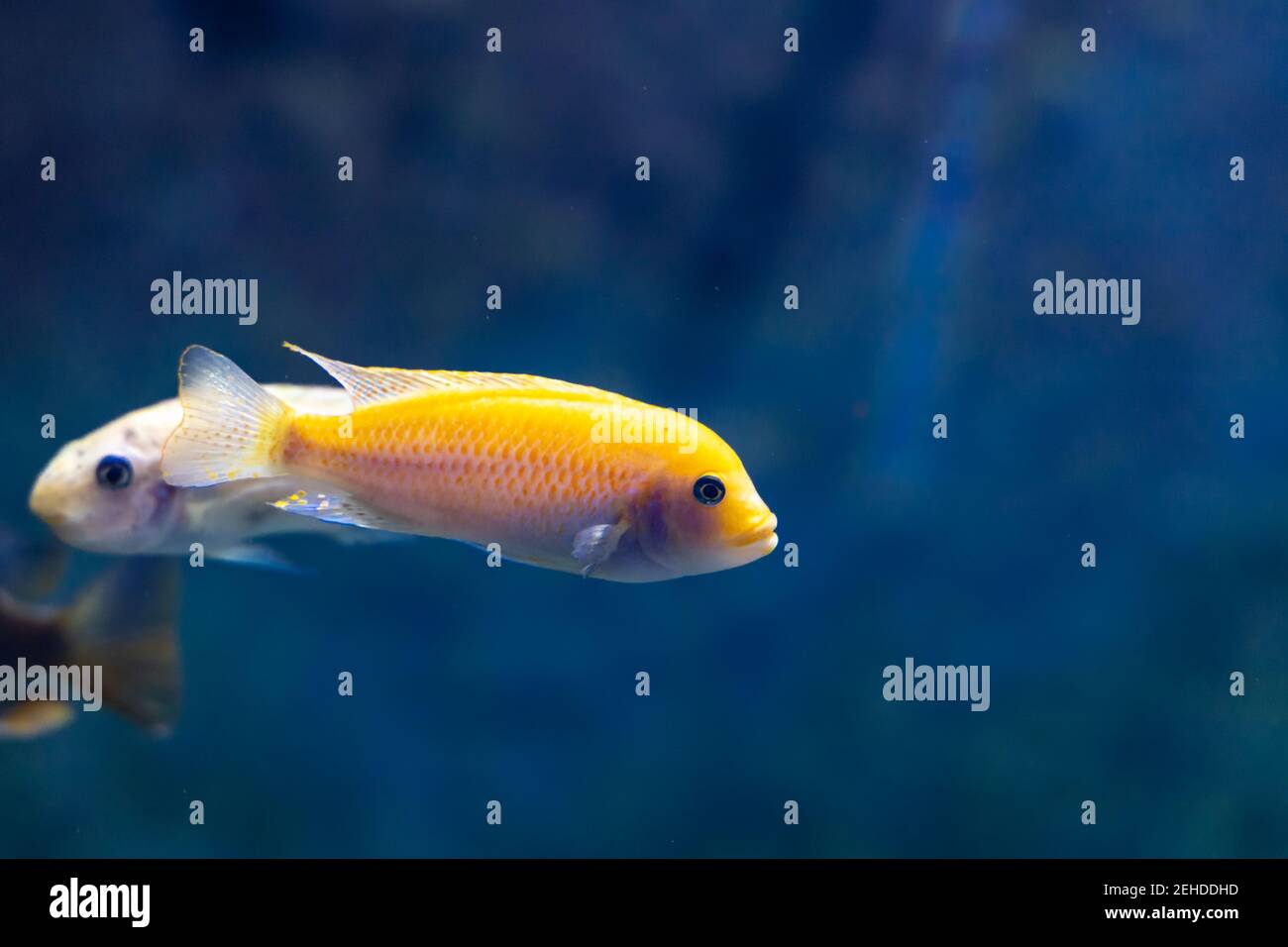 Small yellow fish swimming in dark large aquarium Stock Photo - Alamy