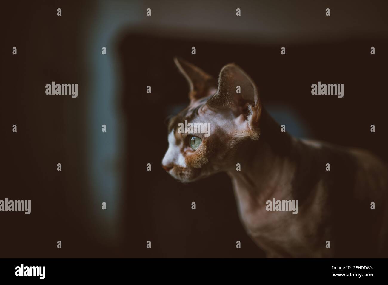 Large muscular domestic cat hi-res stock photography and images - Alamy