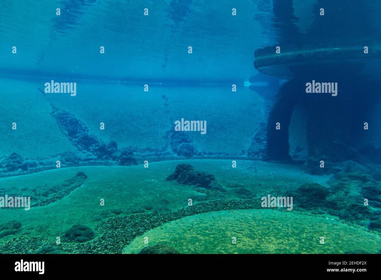 Penguins diving fish hi-res stock photography and images - Alamy