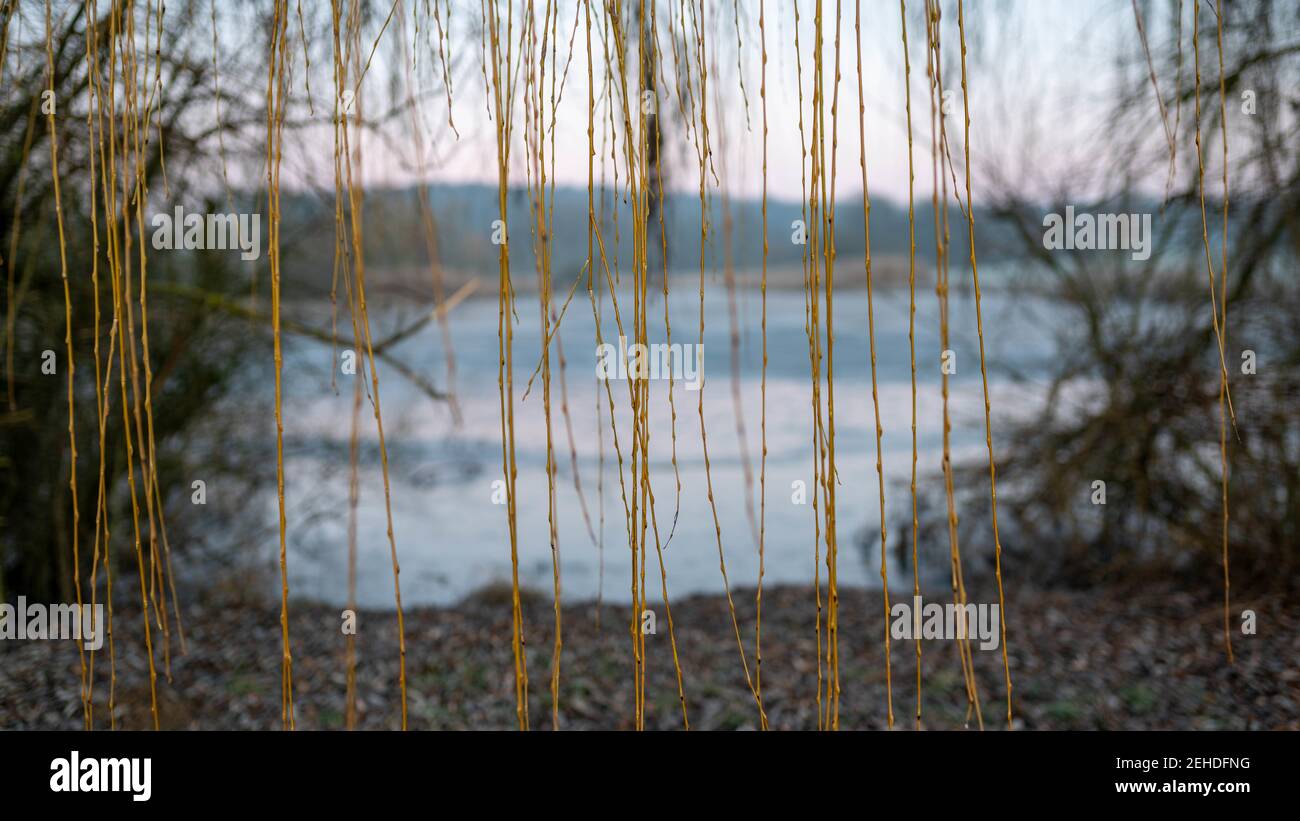 Hanging willow twigs in the background of a picturesque lake Stock ...