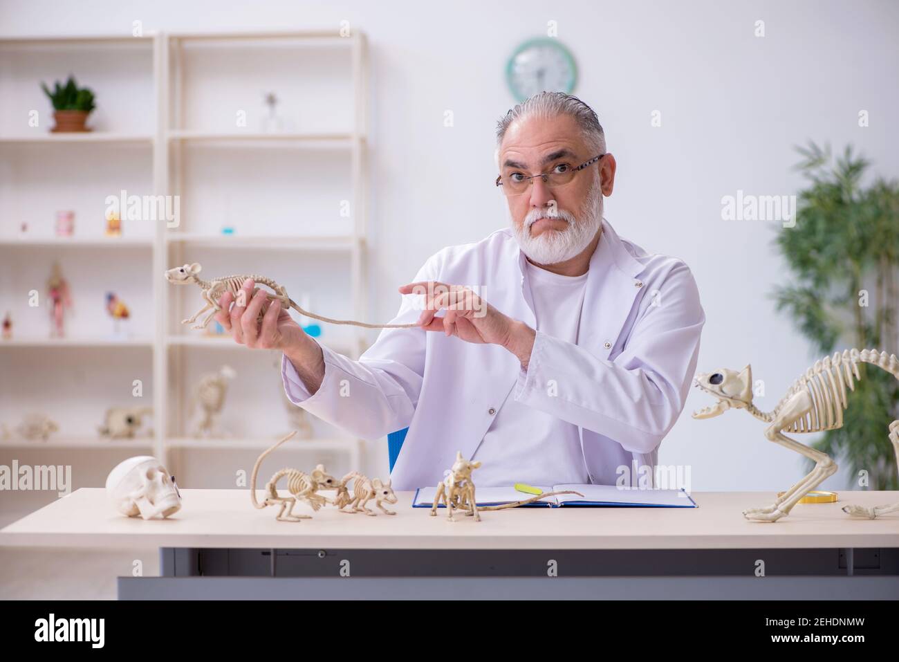 Old lab mouse hi-res stock photography and images - Alamy