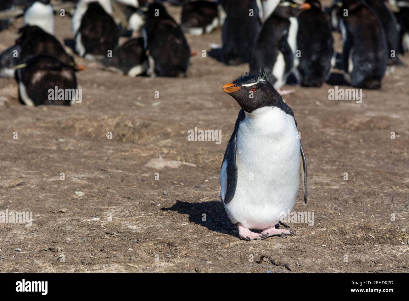 Rockhopper penguin (Eudyptes chrysocome), Pebble Island, Falkland ...