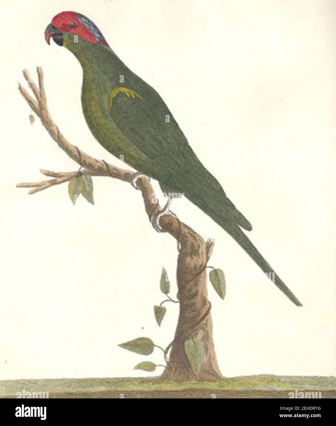 Pacific parrakeet hi-res stock photography and images - Alamy