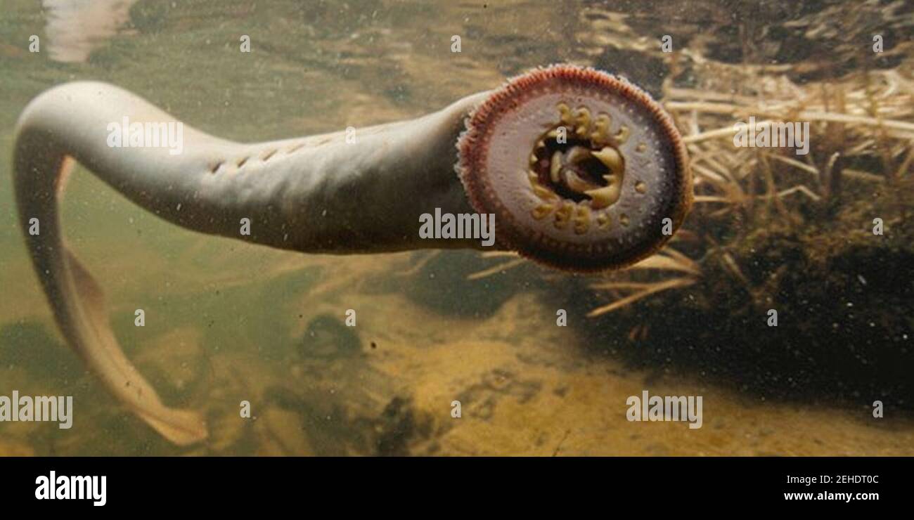 Pacific Lamprey High Resolution Stock Photography and Images - Alamy