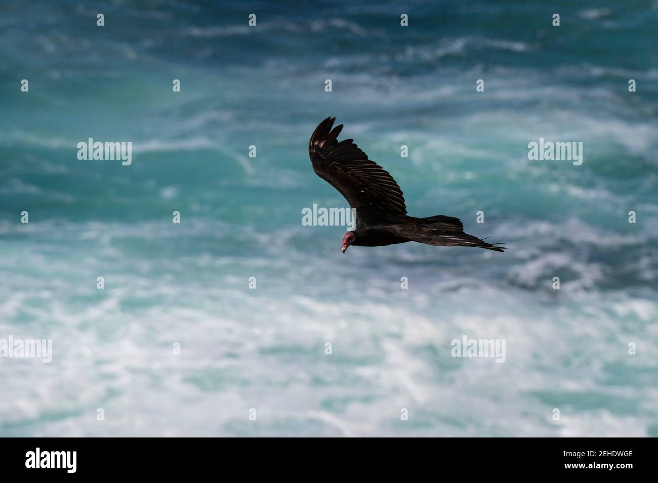 Turkey vulture (Cathartes aura), Cape Dolphin, Falkland Islands Stock ...