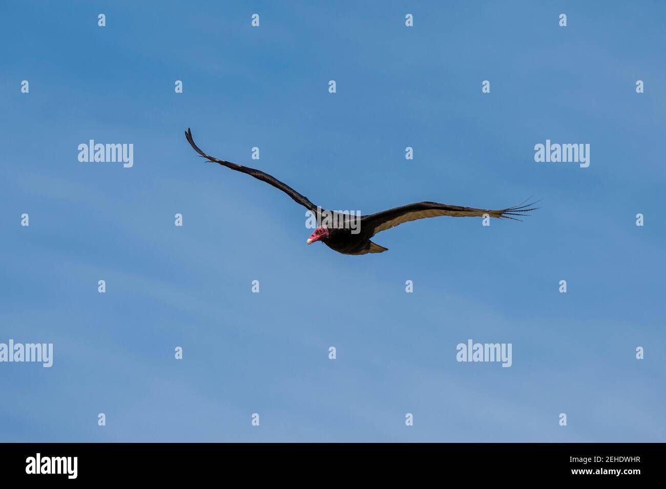 Turkey vulture (Cathartes aura), Cape Dolphin, Falkland Islands Stock ...