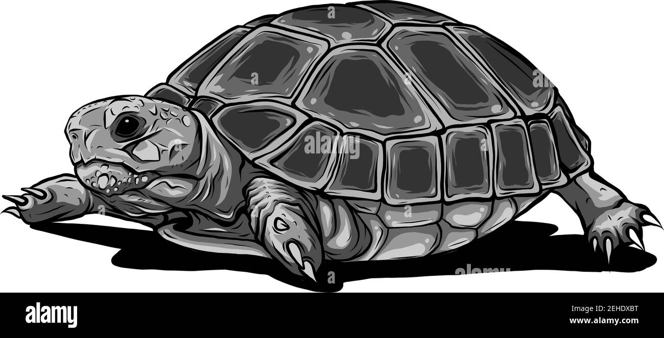 illustration Turtle vector icon.Cartoon vector icon isolated on white ...