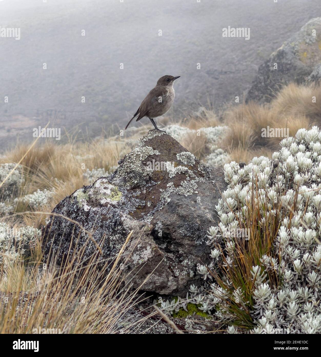 Moorland chat or Pinarochroa sordida also known as alpine chat or hill ...