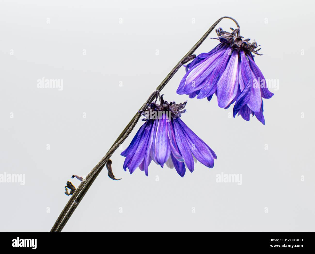 Two Purple Flowers Stock Photo - Alamy