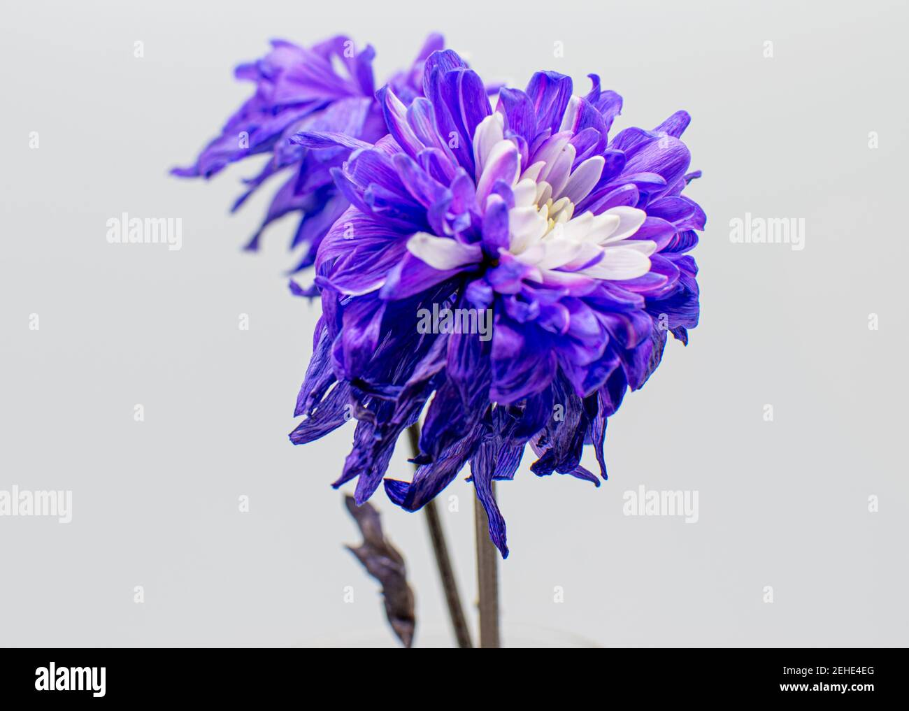 Purple flower negative space hi-res stock photography and images - Alamy