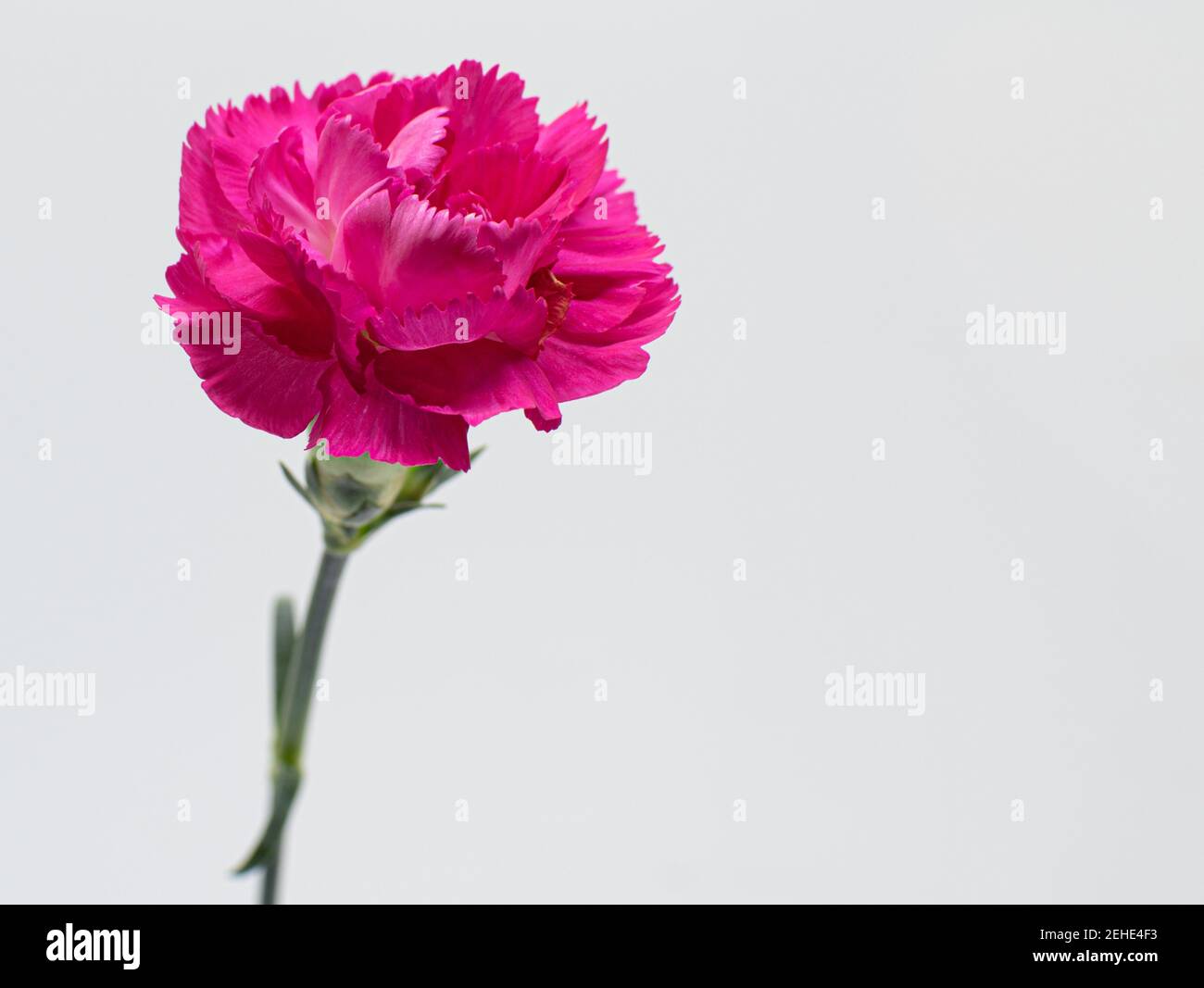 High key flower hi-res stock photography and images - Alamy