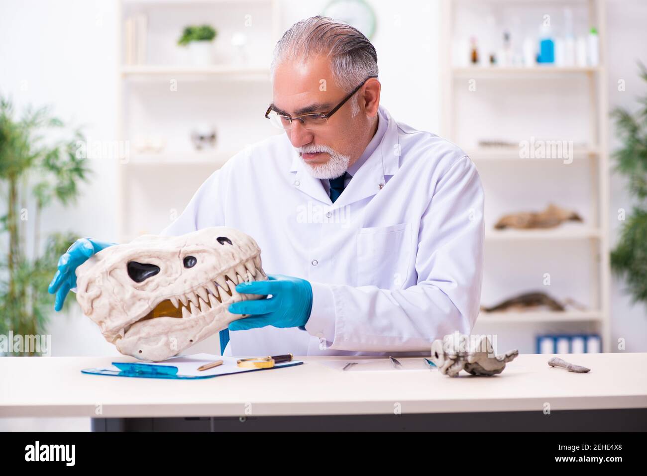 Old male paleontologist working in the lab Stock Photo - Alamy