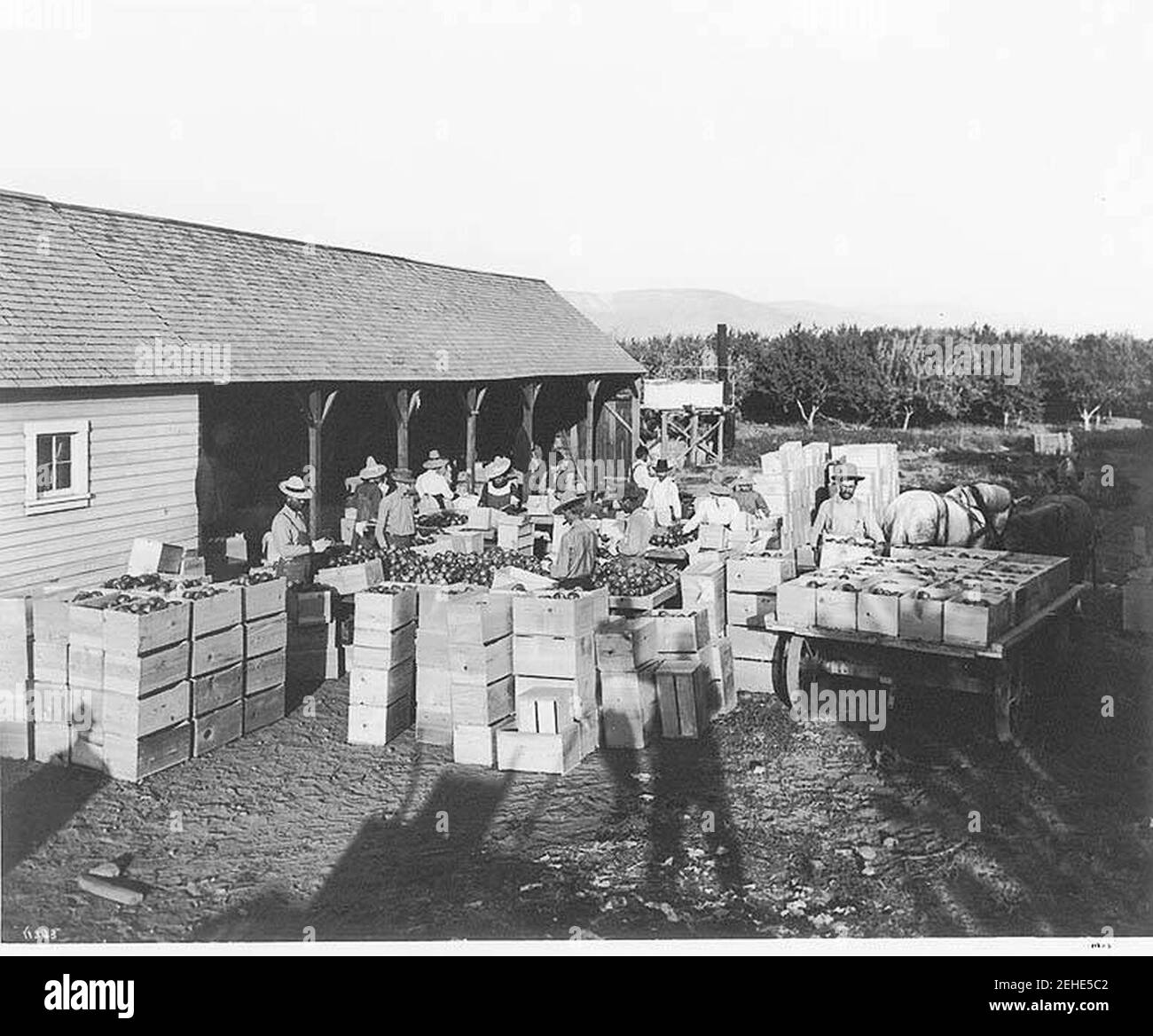 Packinghouse hi-res stock photography and images - Alamy