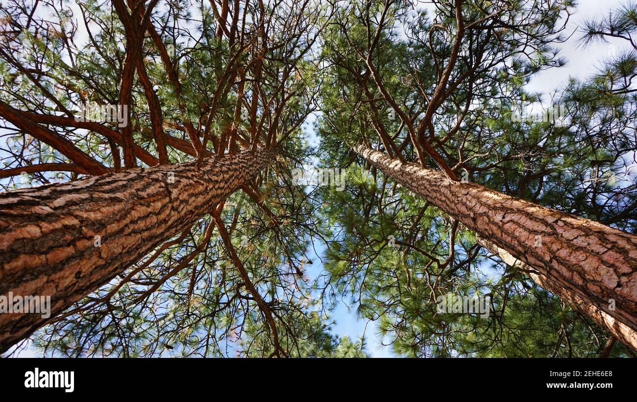 Lodge pole pine trees hi-res stock photography and images - Alamy