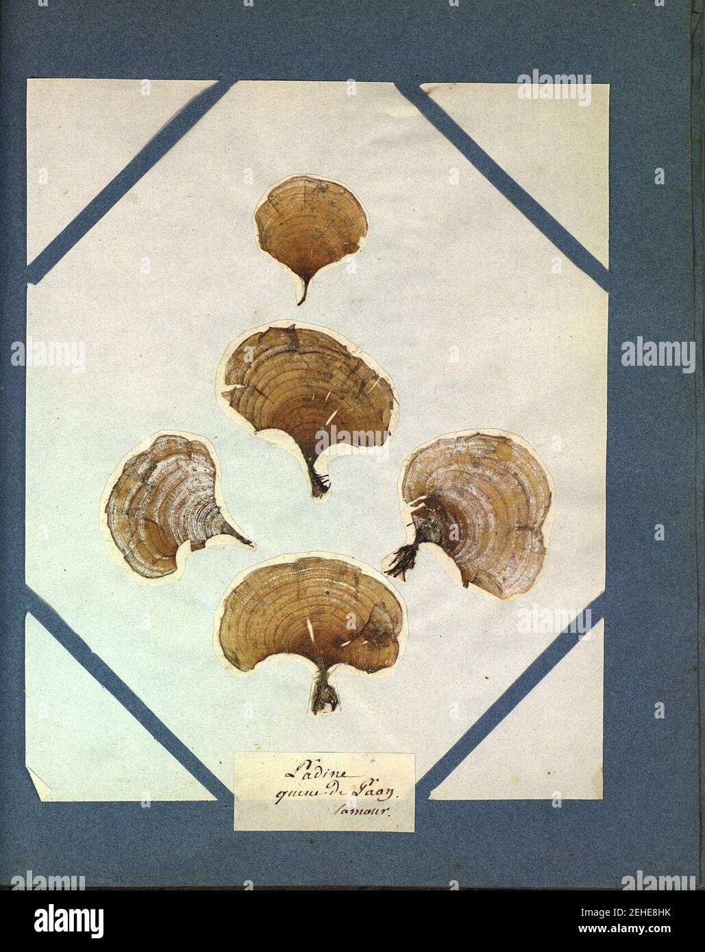 Padina pavonica hi-res stock photography and images - Alamy