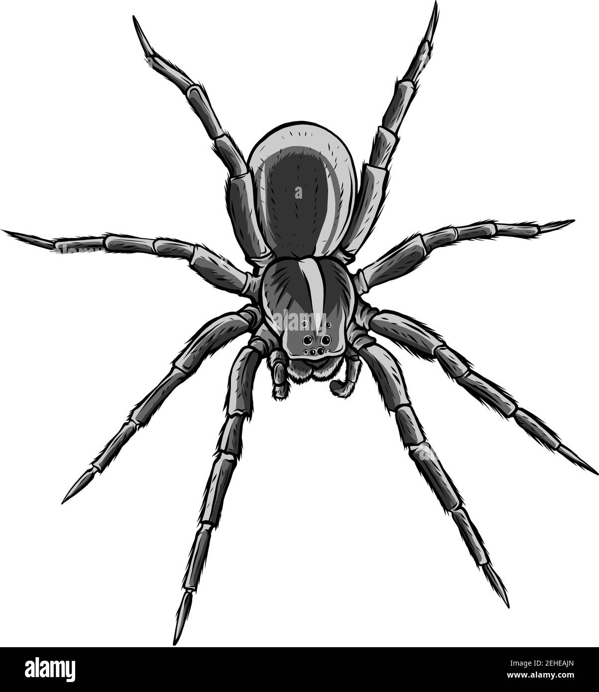 Hairy spider cartoon hi-res stock photography and images - Alamy