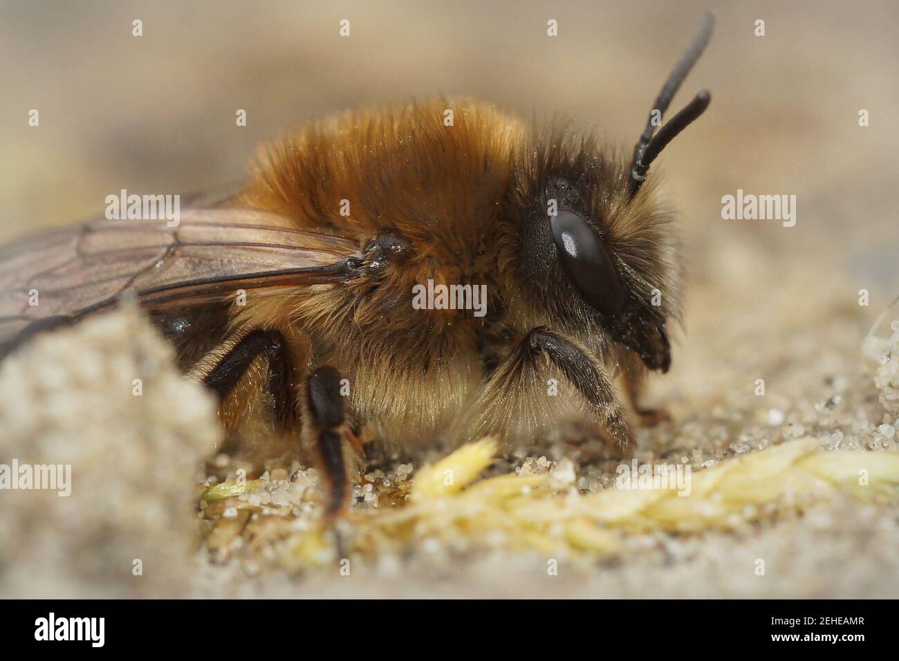 Closeup of a female early mining bee , Colletes cunicularius , on the ...